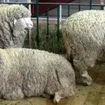 Kuibyshev نژاد گوسفند: ویژگی ها و توصیف، قوانین محتوا 7013_4