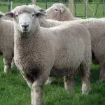 KuibyShev pasmina ovca: karakteristike i opise, pravila sadržaja 7013_5