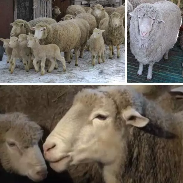 Kuibyshev tõug lambad