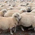 KuibyShev pasmina ovca: karakteristike i opise, pravila sadržaja 7013_9