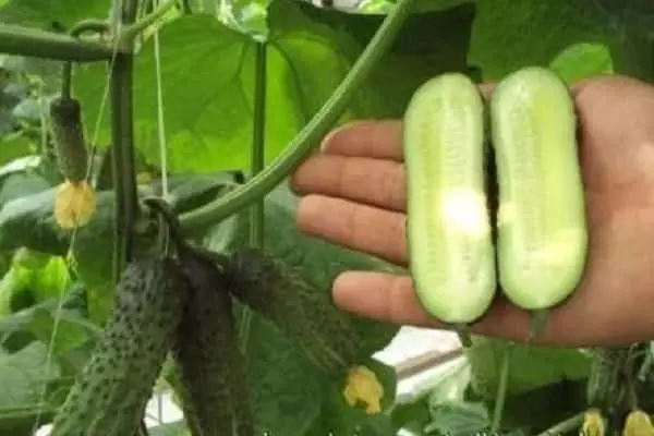 Masha's Cucumber: Beschreiwung an Charakteristike vu Varietéiten, Landung a Fleeg mat Fotoen