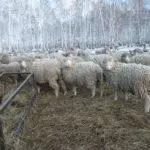 Ashtu si kullotja e deshve: rregullat dhe norma e deleve për 1 hektar, sa bari hanë në një orë 7021_10