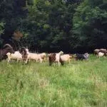 Ashtu si kullotja e deshve: rregullat dhe norma e deleve për 1 hektar, sa bari hanë në një orë 7021_11