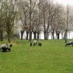 Ashtu si kullotja e deshve: rregullat dhe norma e deleve për 1 hektar, sa bari hanë në një orë 7021_12