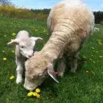 Ashtu si kullotja e deshve: rregullat dhe norma e deleve për 1 hektar, sa bari hanë në një orë 7021_13