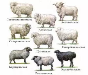 Karakteristikat dhe karakteristikat e deleve të montuara me gjobë, të lartë 6 racave dhe dalje leshi