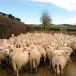 Ashtu si kullotja e deshve: rregullat dhe norma e deleve për 1 hektar, sa bari hanë në një orë 7021_16