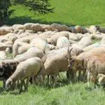 Ashtu si kullotja e deshve: rregullat dhe norma e deleve për 1 hektar, sa bari hanë në një orë 7021_17