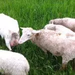 Ashtu si kullotja e deshve: rregullat dhe norma e deleve për 1 hektar, sa bari hanë në një orë 7021_18
