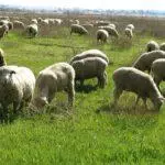 Ashtu si kullotja e deshve: rregullat dhe norma e deleve për 1 hektar, sa bari hanë në një orë 7021_19