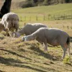 Ashtu si kullotja e deshve: rregullat dhe norma e deleve për 1 hektar, sa bari hanë në një orë 7021_2