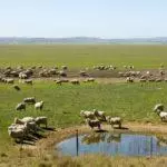 Ashtu si kullotja e deshve: rregullat dhe norma e deleve për 1 hektar, sa bari hanë në një orë 7021_20