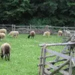 Ashtu si kullotja e deshve: rregullat dhe norma e deleve për 1 hektar, sa bari hanë në një orë 7021_21