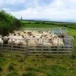 Ashtu si kullotja e deshve: rregullat dhe norma e deleve për 1 hektar, sa bari hanë në një orë 7021_23