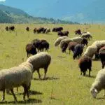 Ashtu si kullotja e deshve: rregullat dhe norma e deleve për 1 hektar, sa bari hanë në një orë 7021_3
