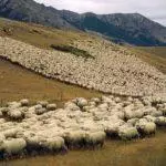 Ashtu si kullotja e deshve: rregullat dhe norma e deleve për 1 hektar, sa bari hanë në një orë 7021_4