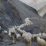 Ashtu si kullotja e deshve: rregullat dhe norma e deleve për 1 hektar, sa bari hanë në një orë 7021_5