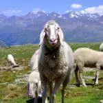 Ashtu si kullotja e deshve: rregullat dhe norma e deleve për 1 hektar, sa bari hanë në një orë 7021_6