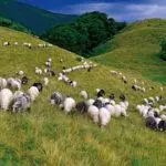 Ashtu si kullotja e deshve: rregullat dhe norma e deleve për 1 hektar, sa bari hanë në një orë 7021_7