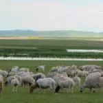 Ashtu si kullotja e deshve: rregullat dhe norma e deleve për 1 hektar, sa bari hanë në një orë 7021_8
