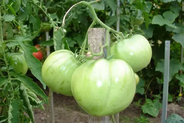 Rohelised tomatid