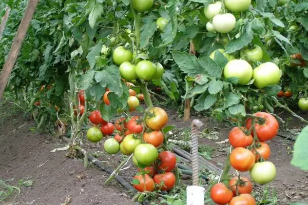 Growing tomatoes