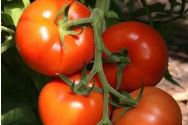 Tomatoes Ripe