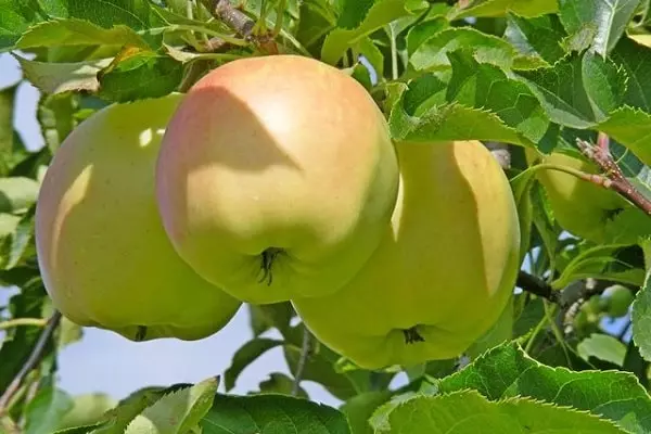 EVALUSE FAN FRUITS