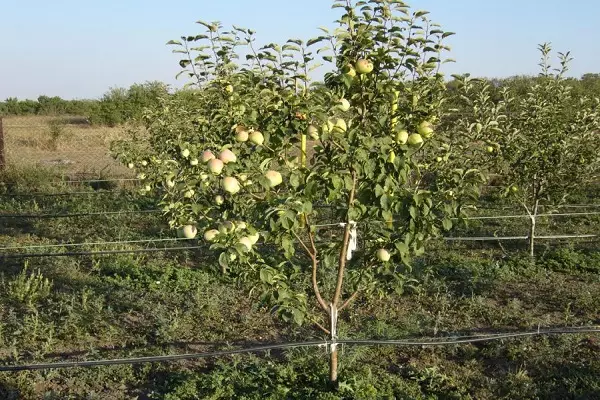 Dimensiones de un árbol.