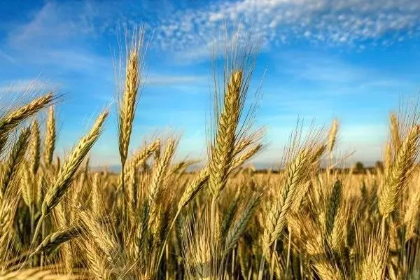 Širina pšenice