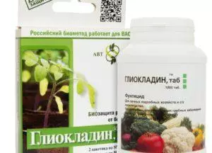 Instruktioner til brug af glyokladin for planter og dosering af fungicid