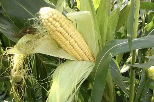 Noble corn