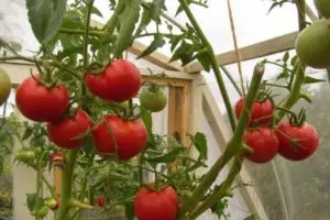 Característica y descripción de la variedad de huracán de tomate, su rendimiento.