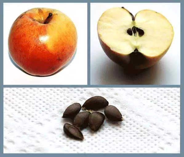 Apple sjemenke