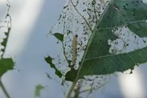 Lidové a chemické metody boje s Silkwood Caterpillars na jabloně, prevence