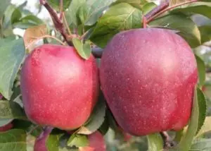 Ibisobanuro nibiranga Apple Verdi, umusaruro, kugwa no kwitaho