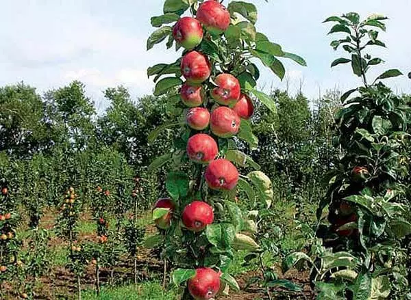 Apple Tree Elita