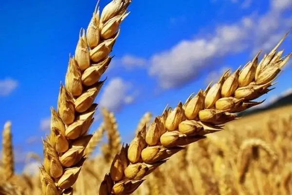 яра пшениця