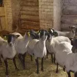 Bonificación de las ovejas: Qué variedad, reglas para la conducción. 7061_2
