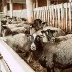 Bonificación de las ovejas: Qué variedad, reglas para la conducción. 7061_3