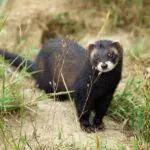 Why ferret is a bald tail: reasons and how to fight, prevention 7064_13