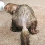 Why ferret is a bald tail: reasons and how to fight, prevention 7064_2