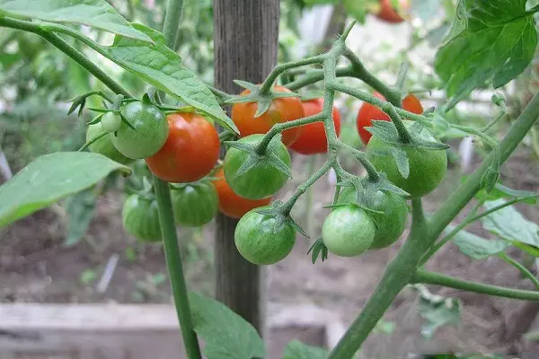 Ngwakọ maka greenhouses