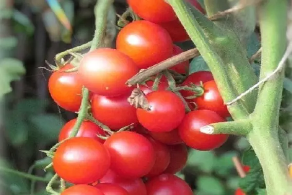 Nekukurumidza cherry.