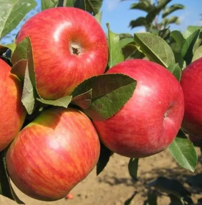 Apple Tree Pinova