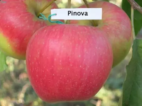 Вид на јаболко дрво Пинов