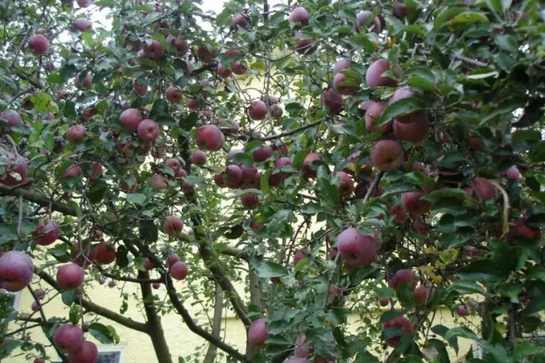 Вид на јаболко дрво Пинов