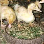 Него храњење патки из првих дана живота код куће: шта једу 706_15