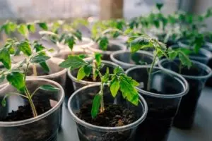 What temperature is optimal for growing tomatoes seedlings