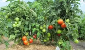 Welke variëteiten van tomaat met lage snelheid is beter om te kiezen voor open bodem